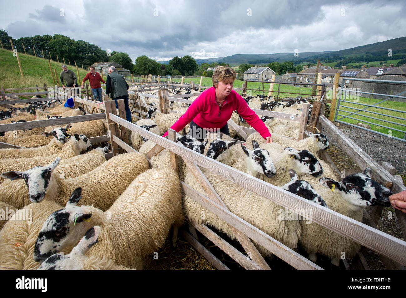 Farmers herding Mule Gimmer Lambs at the Hawes Auction Mart in ...