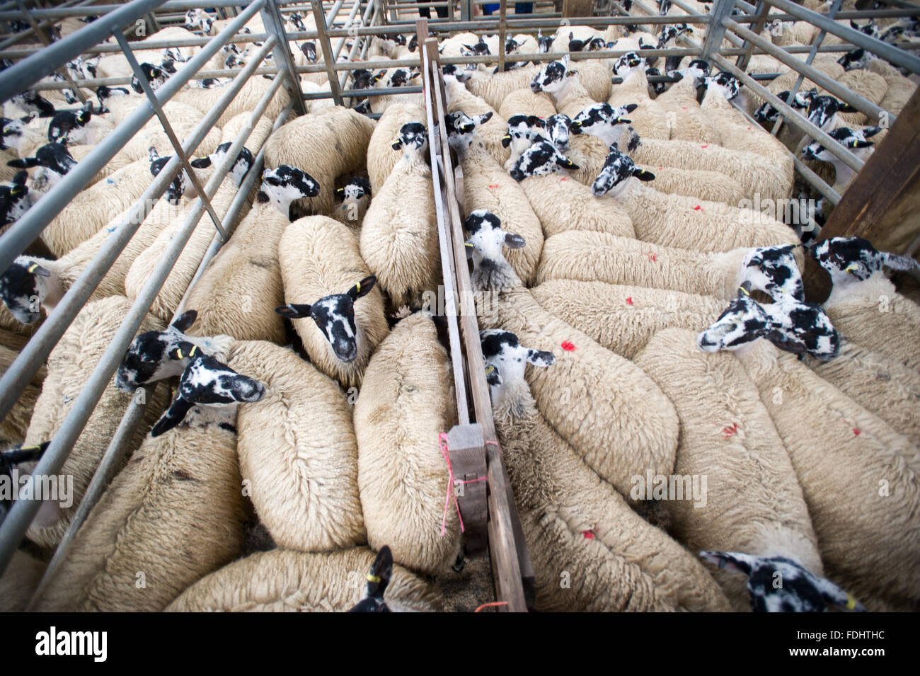 Mule Gimmer Lambs at the Hawes Auction Mart in Yorkshire, England Stock ...