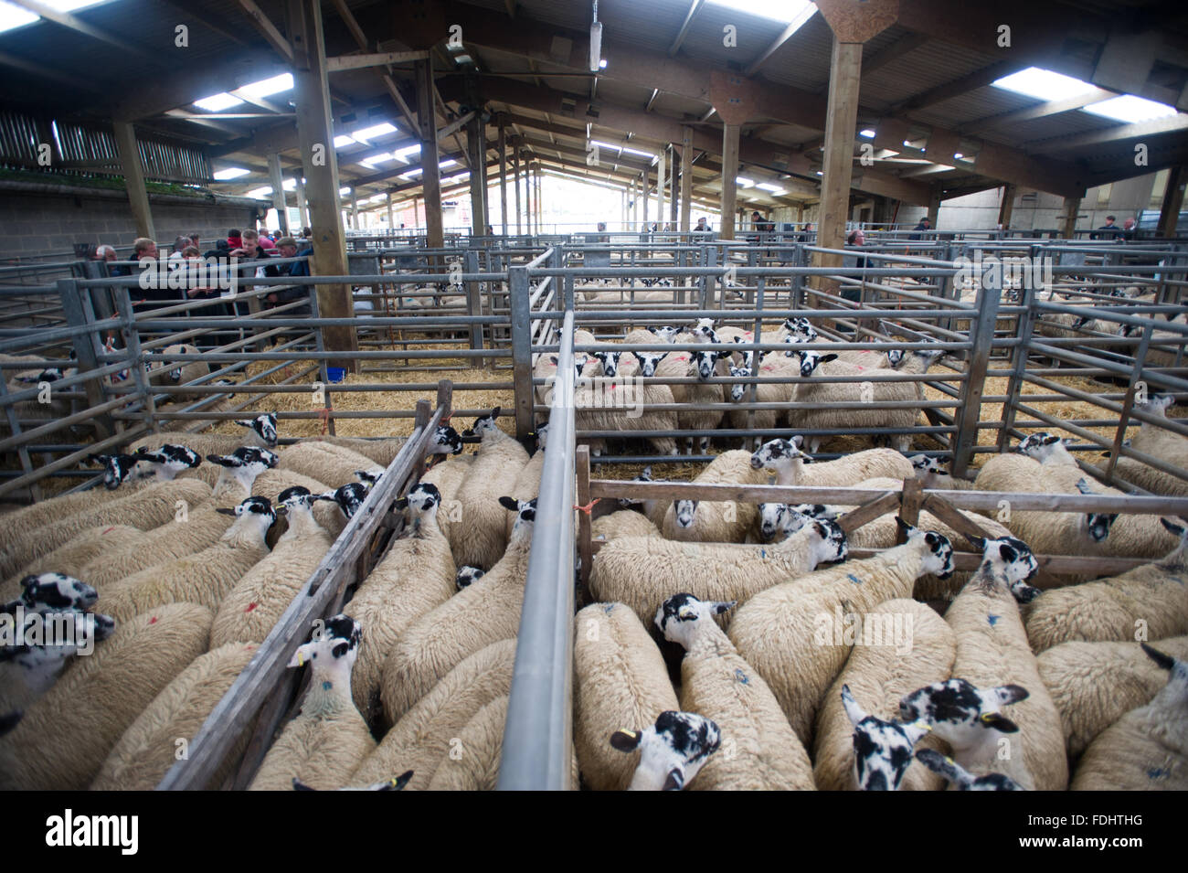 Mule Gimmer Lambs at the Hawes Auction Mart in Yorkshire, England Stock ...