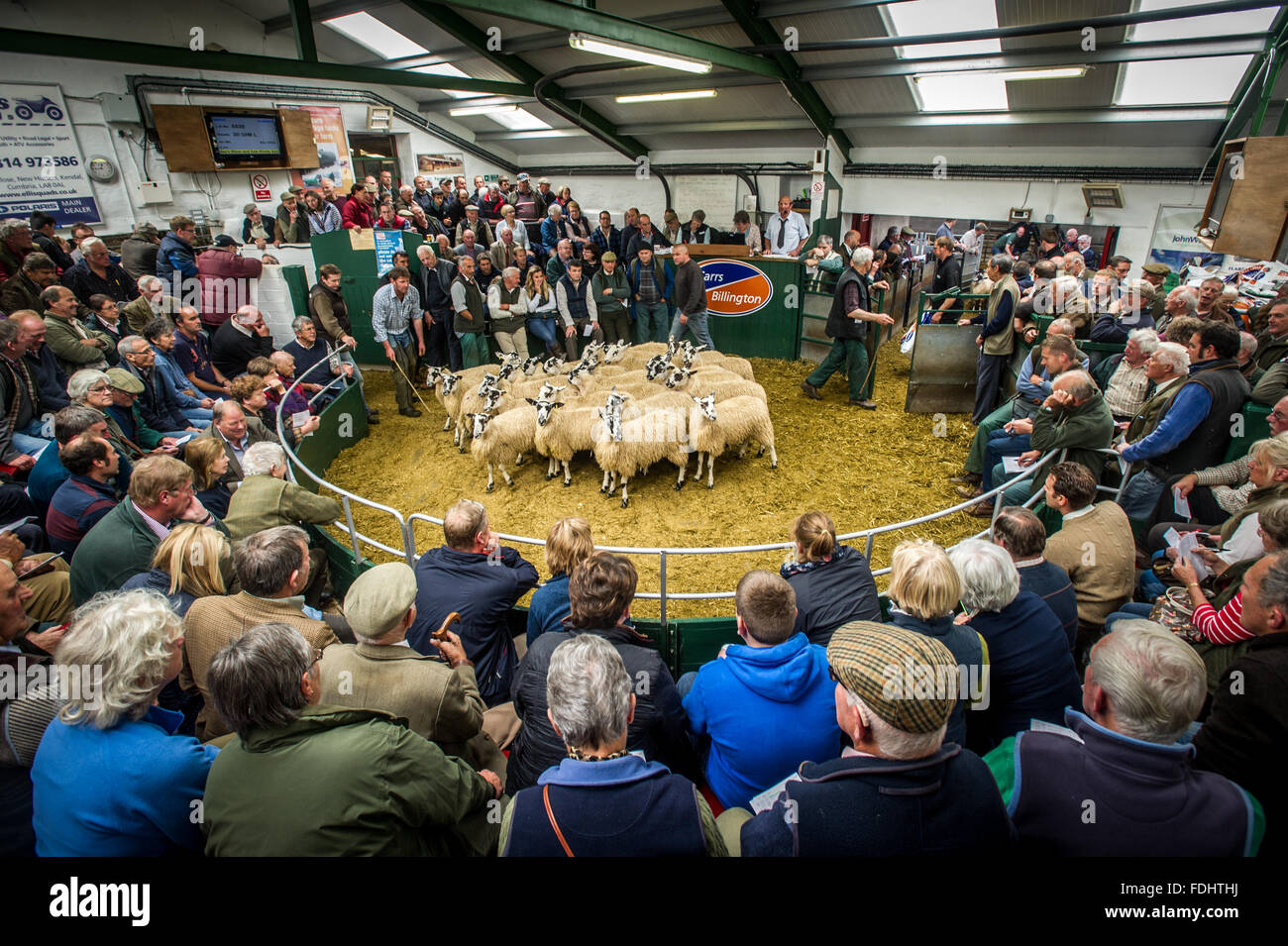 Mule Gimmer Lambs being sold at the Hawes Auction Mart in Yorkshire ...