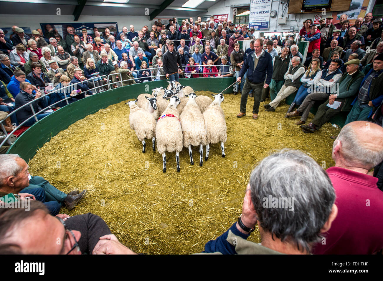 People observing Mule Gimmer Lambs being sold at the Hawes Auction Mart ...