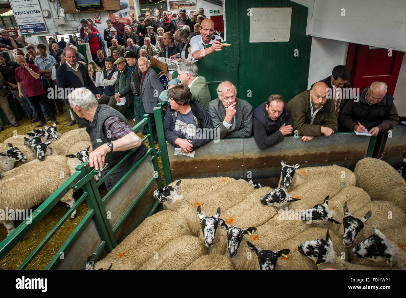 People observing Mule Gimmer Lambs being sold at the Hawes Auction Mart ...