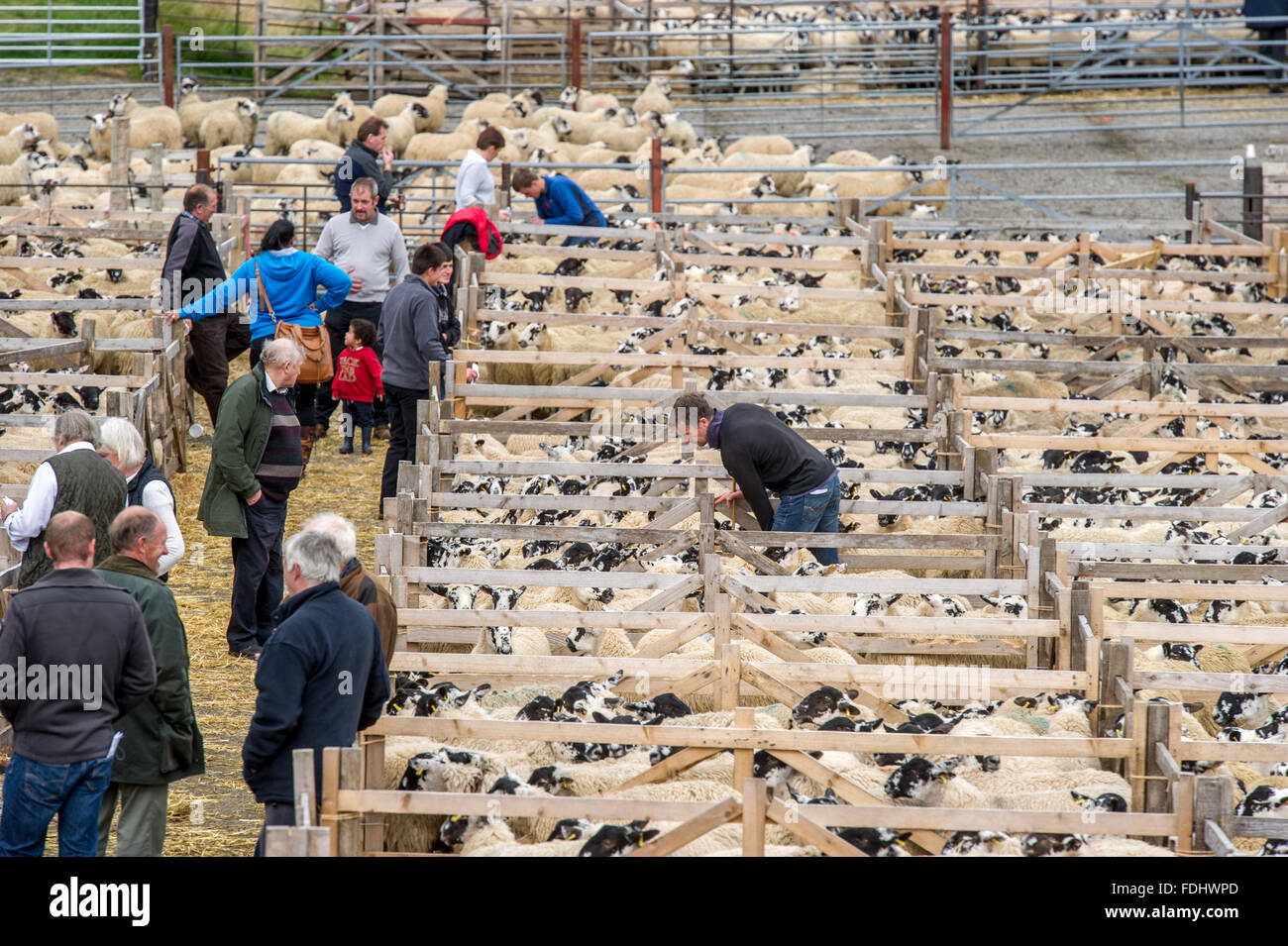 People observing Mule Gimmer Lambs being sold at the Hawes Auction Mart ...
