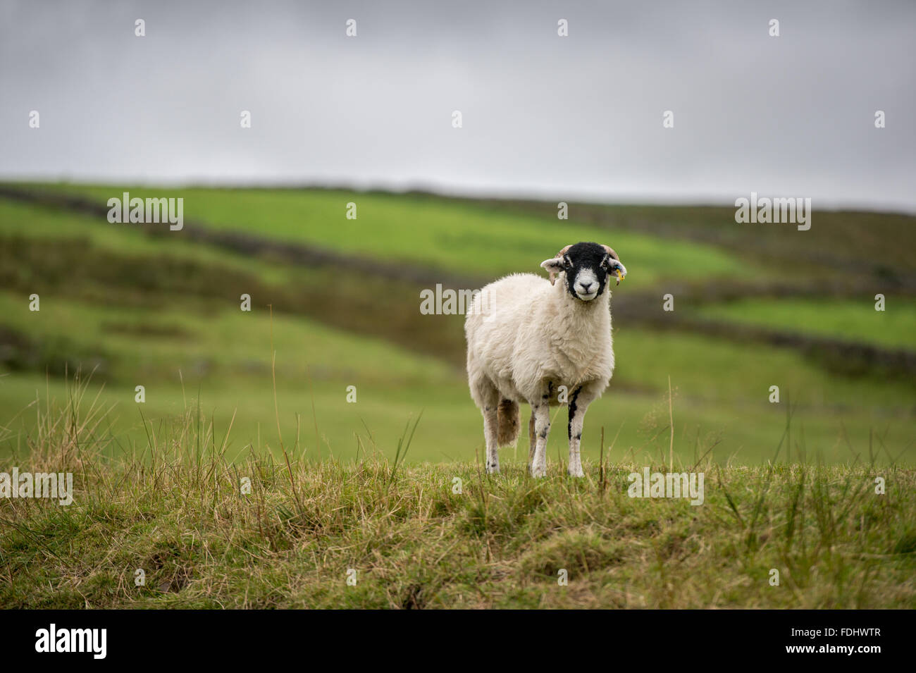 Swaledale Sheep in Yorkshire, England, UK Stock Photo - Alamy