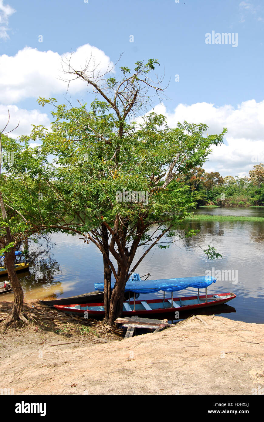Amazon rainforest - Canoe expedition at the river near Manaus, Brazil ...