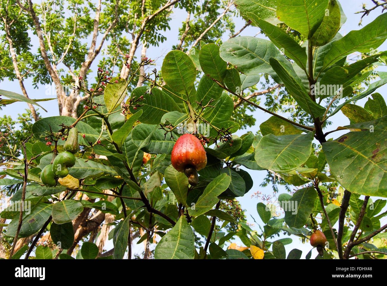 Amazon rainforest: Nature and plants along the shore of Amazon River ...