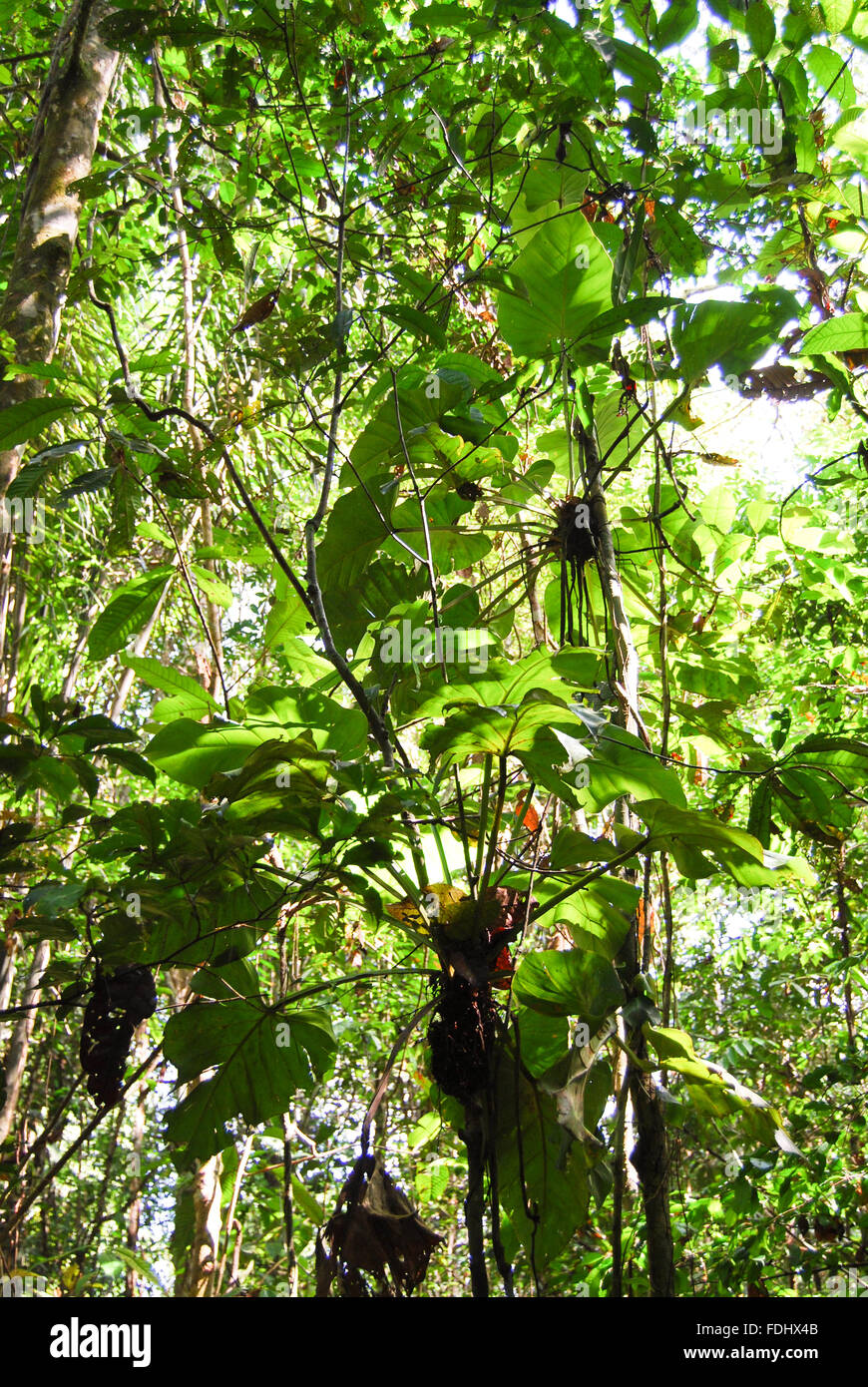 Amazon rainforest: Nature and plants along the shore of Amazon River ...