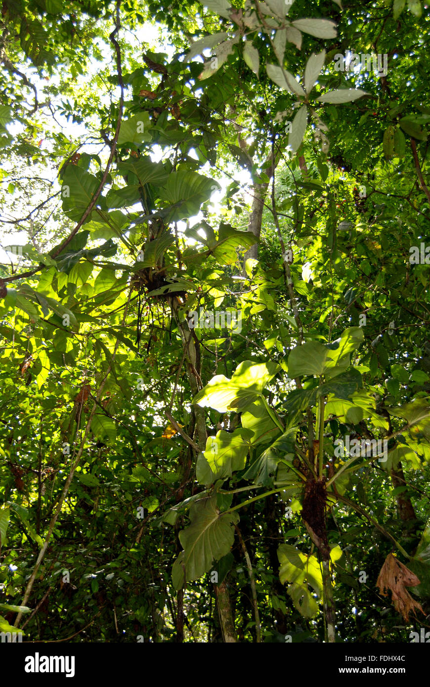 Amazon rainforest: Nature and plants along the shore of Amazon River ...