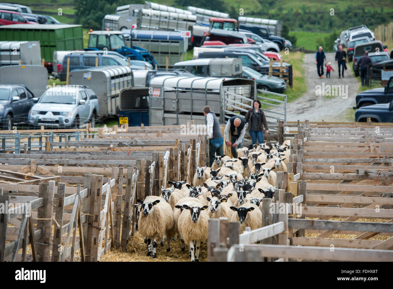 Farmers herding Mule Gimmer Lambs at the Hawes Auction Mart in ...