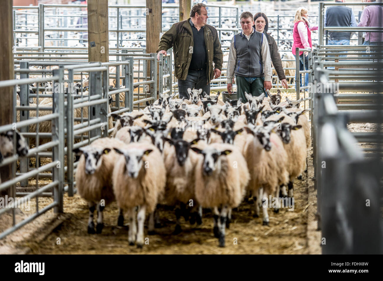Farmers herding Mule Gimmer Lambs at the Hawes Auction Mart in ...
