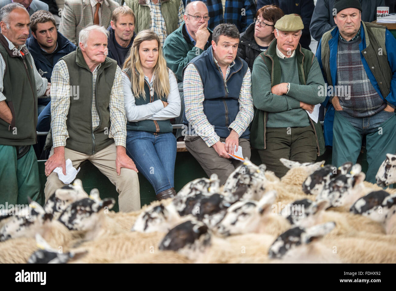 People observing Mule Gimmer Lambs being sold at the Hawes Auction Mart ...