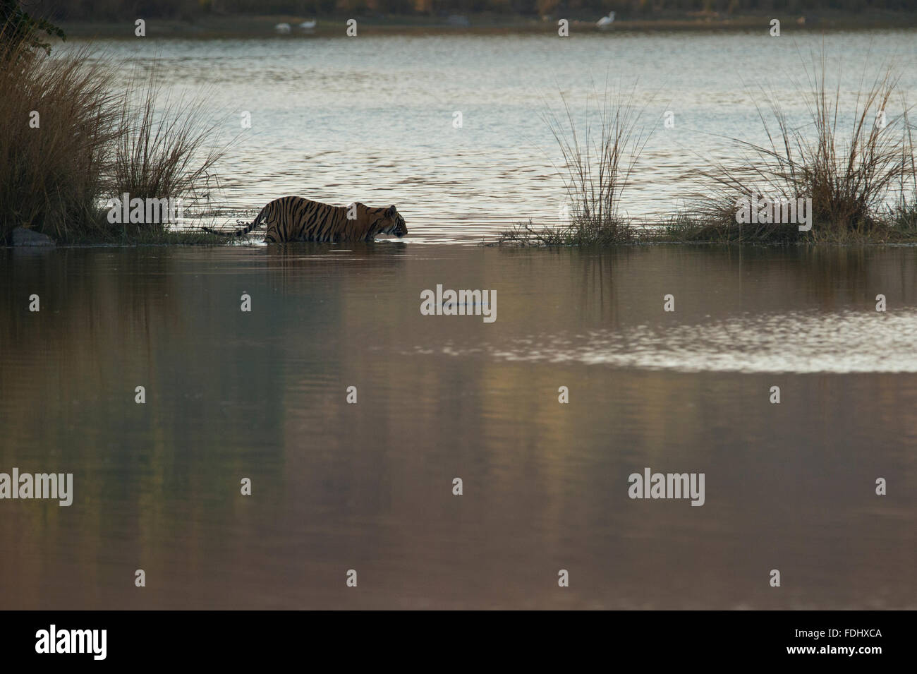 Wide angled shot of a wild tiger walding in the waters of the Raj Bagh ...