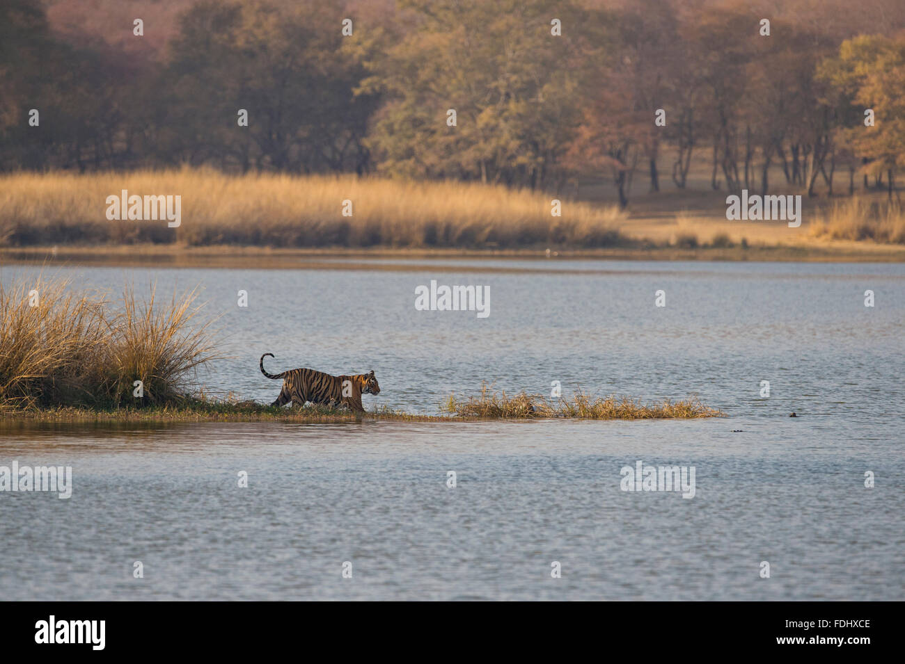 Tiger splashing water hi-res stock photography and images - Alamy