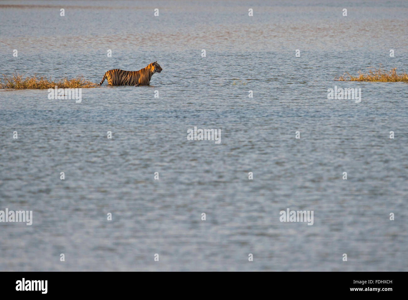 Wide angled shot of a wild tiger walding in the waters of the Raj Bagh ...