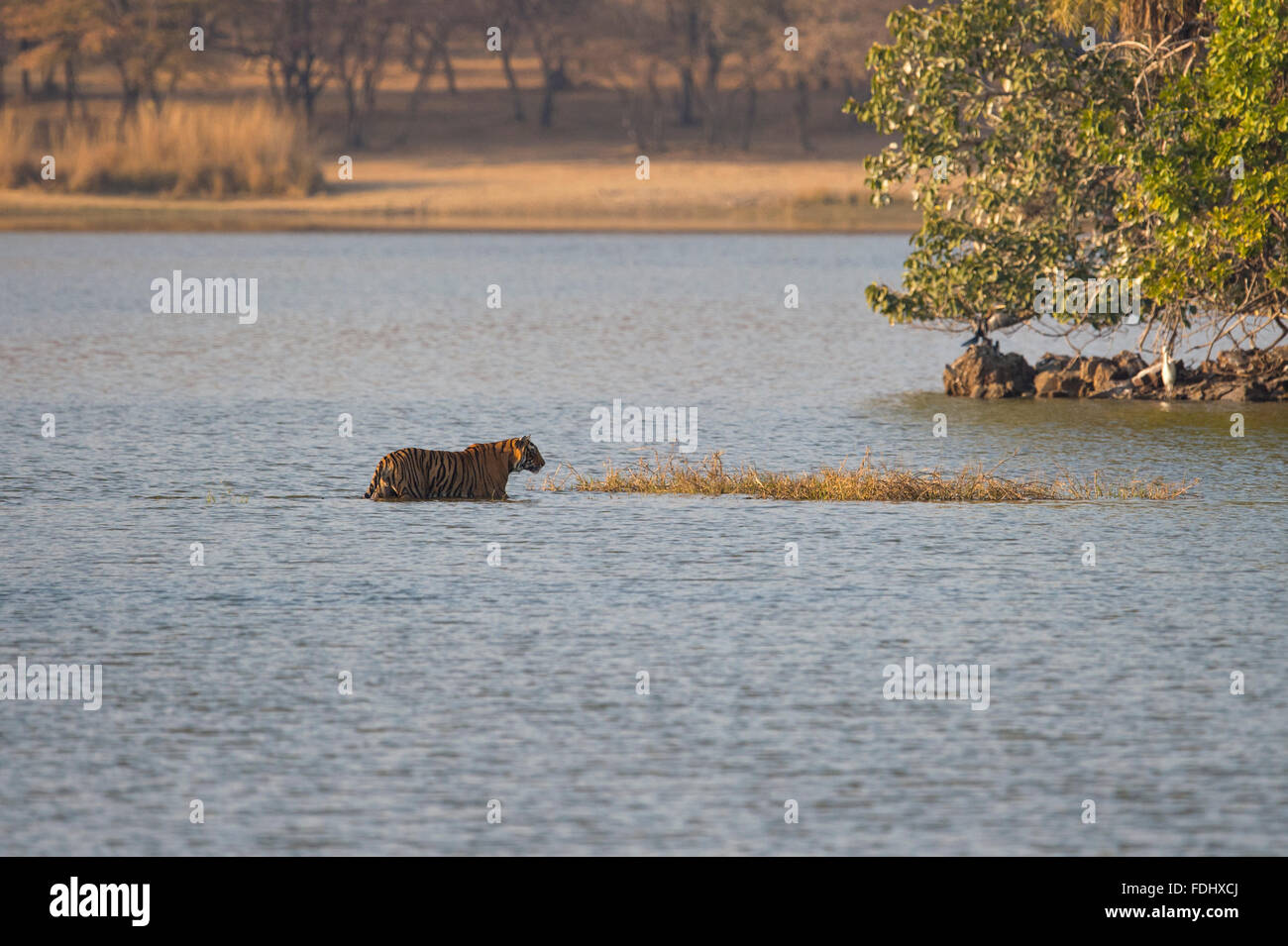 Wide angled shot of a wild tiger walding in the waters of the Raj Bagh ...