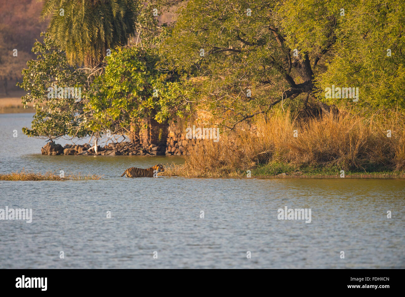 Wide angled shot of a wild tiger walding in the waters of the Raj Bagh ...