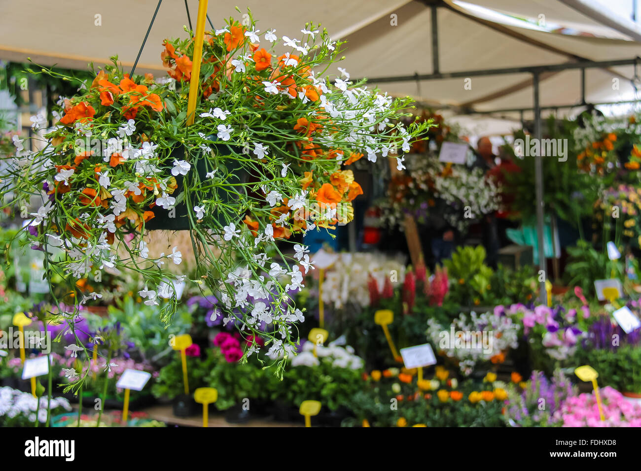 Street flower shop with colorful flowers Stock Photo - Alamy
