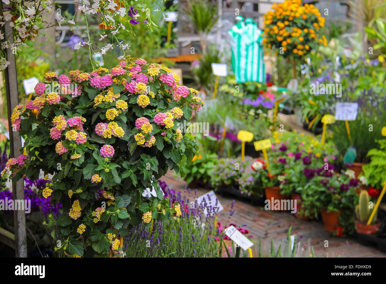 Street flower shop with colorful flowers Stock Photo - Alamy