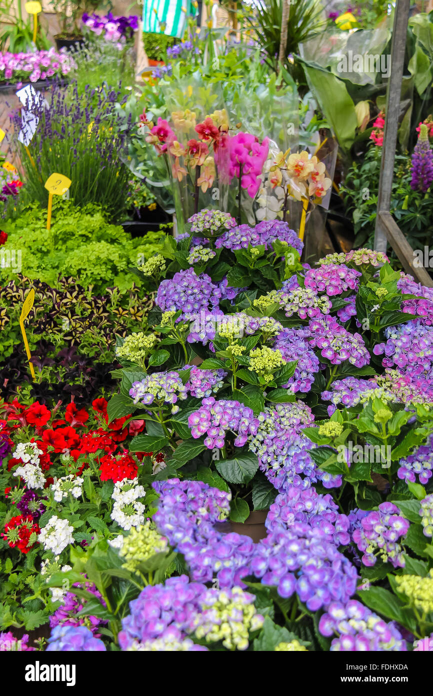 Street flower shop with colorful flowers Stock Photo - Alamy