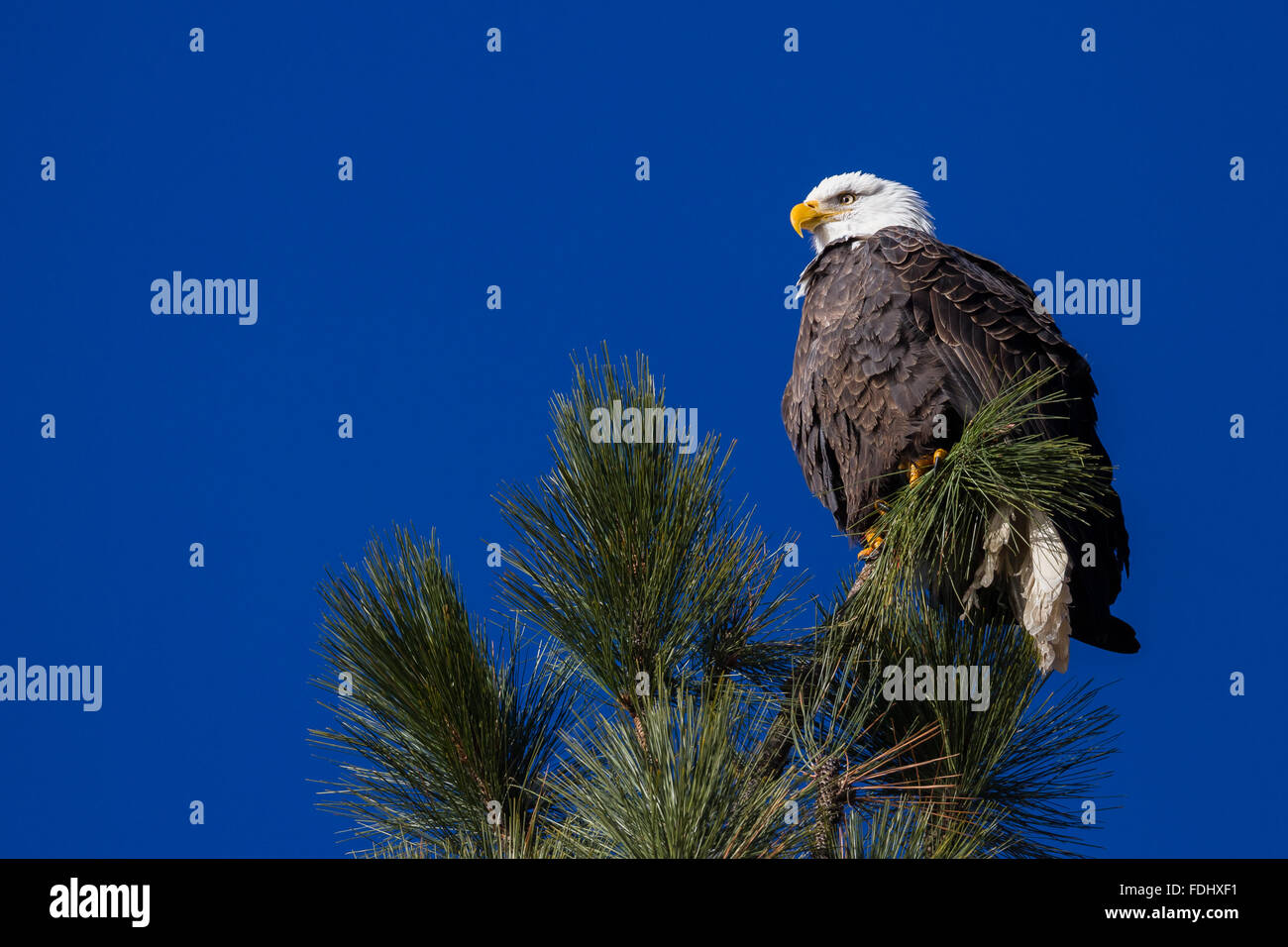North idaho eagles hi-res stock photography and images - Alamy