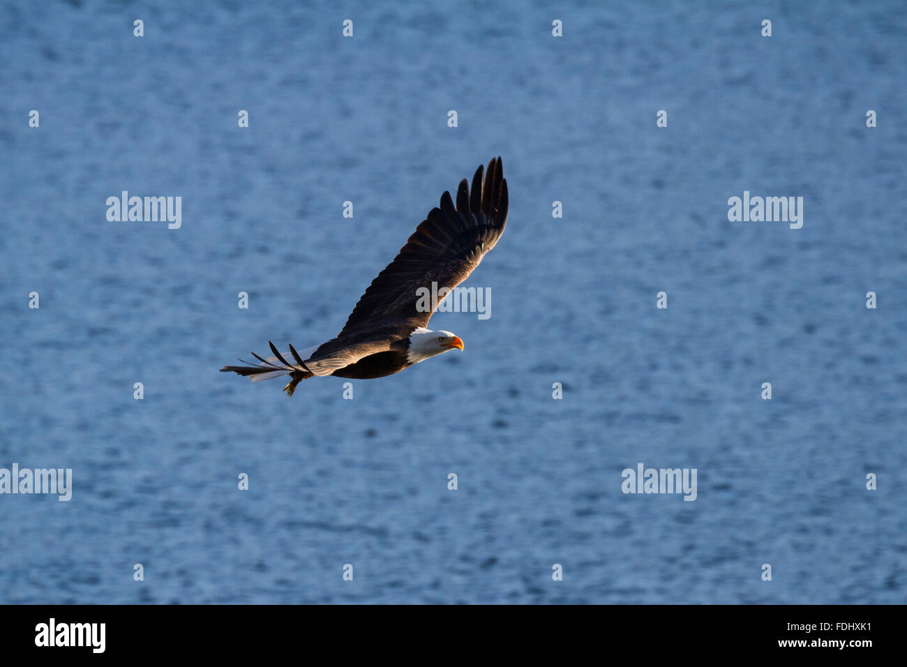Eagle flying over lake hi-res stock photography and images - Alamy