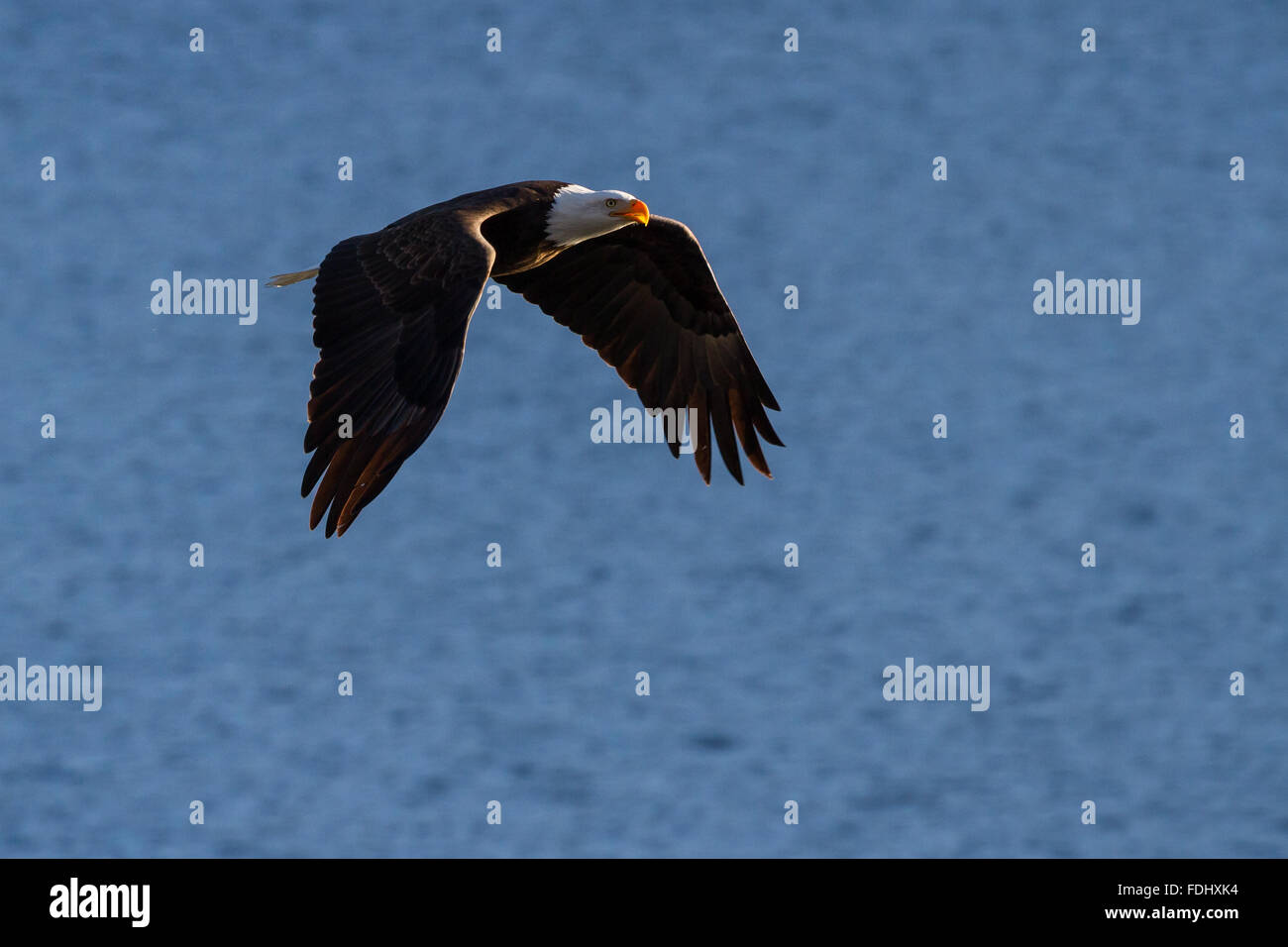 Adult american bald eagle flying over Lake Coeur d' Alene, Idaho. 2015 ...