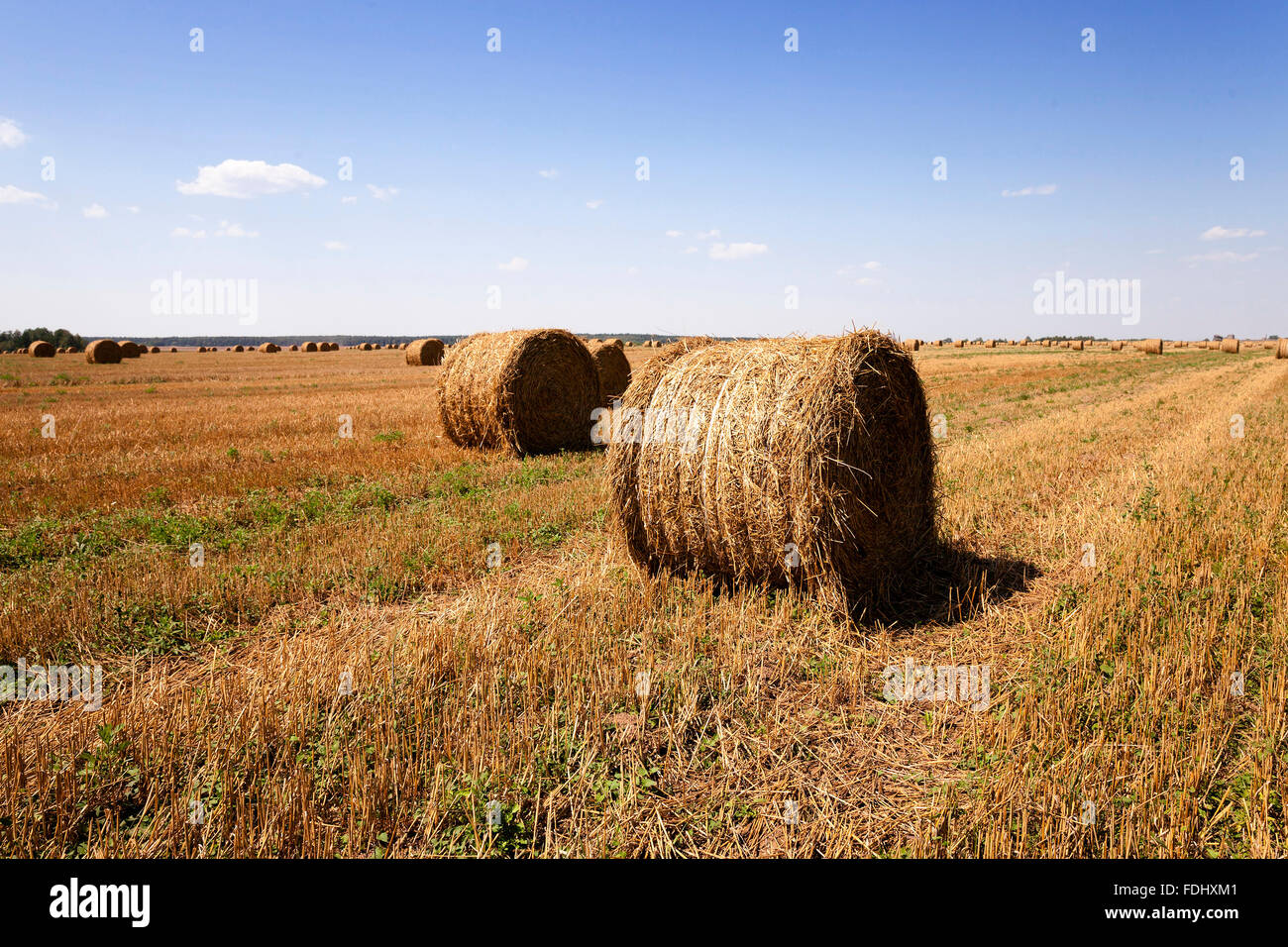 bales of hay Stock Photo - Alamy