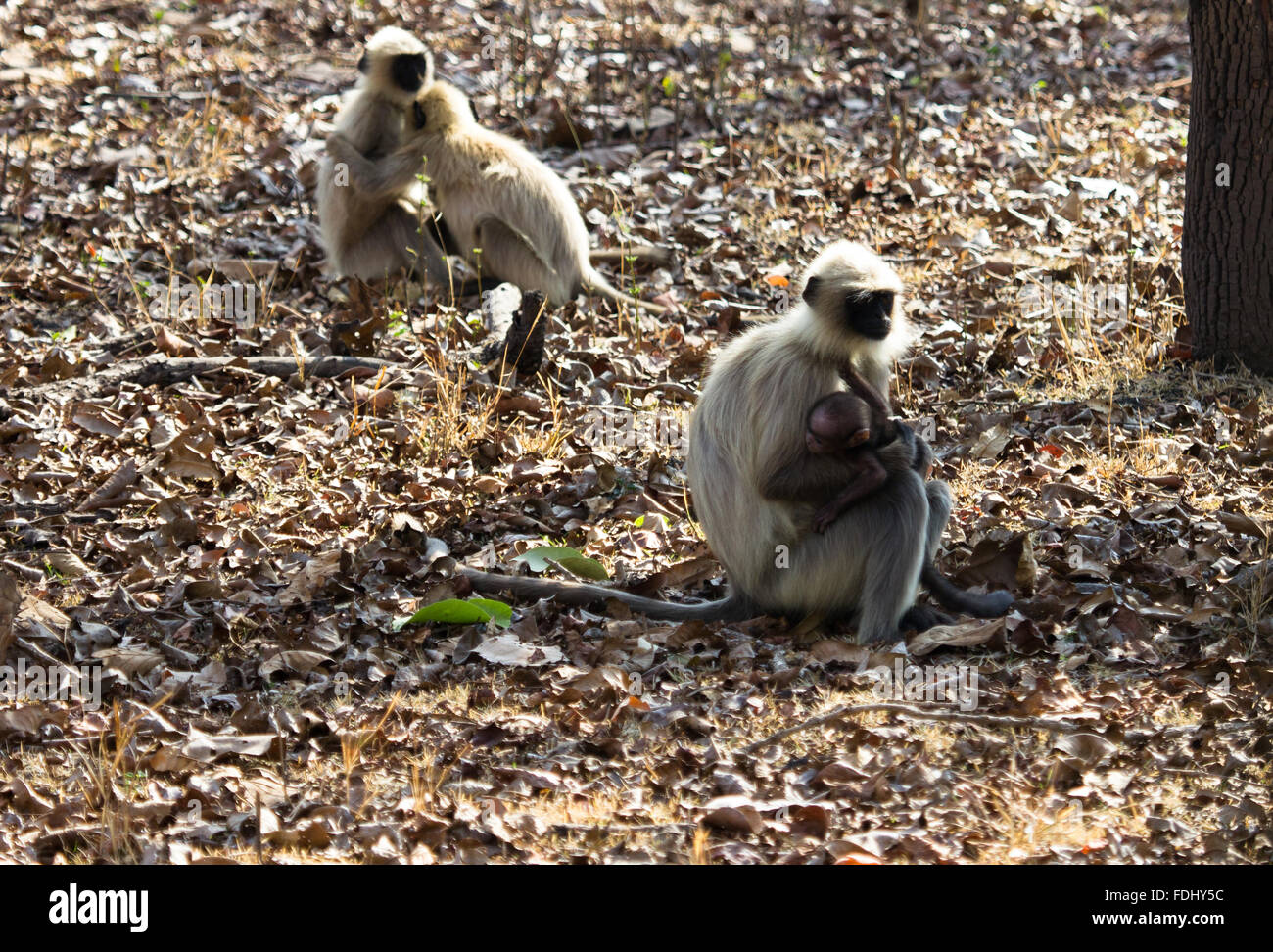 Langur fighting hi-res stock photography and images - Alamy