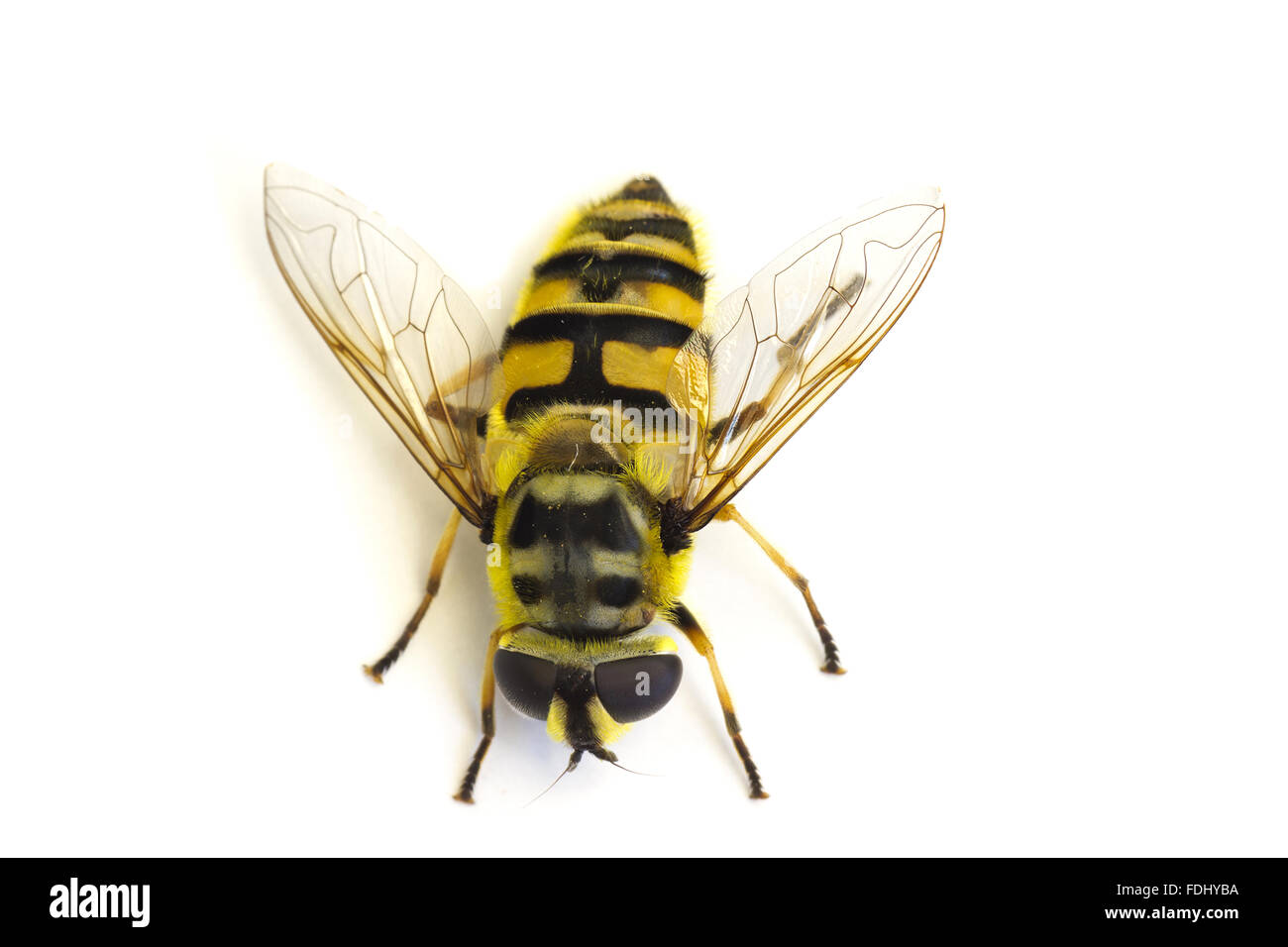 Entomology fauna Cut Out Stock Images & Pictures - Alamy