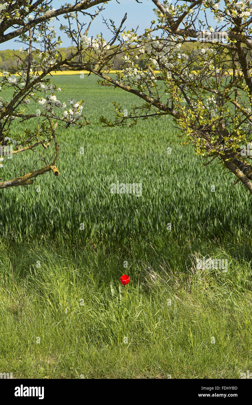 Poppy fruit hi-res stock photography and images - Alamy