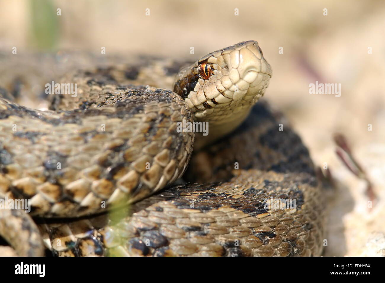 close up of meadow viper, the most endangered snake in Europe ( Vipera ...