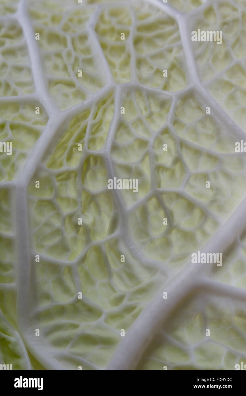 close up of the texture and patterns on a single savoy cabbage leaf ...