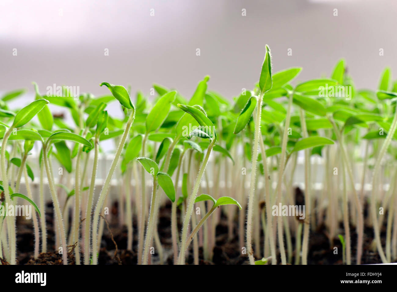 Small tomato plants hi-res stock photography and images - Alamy