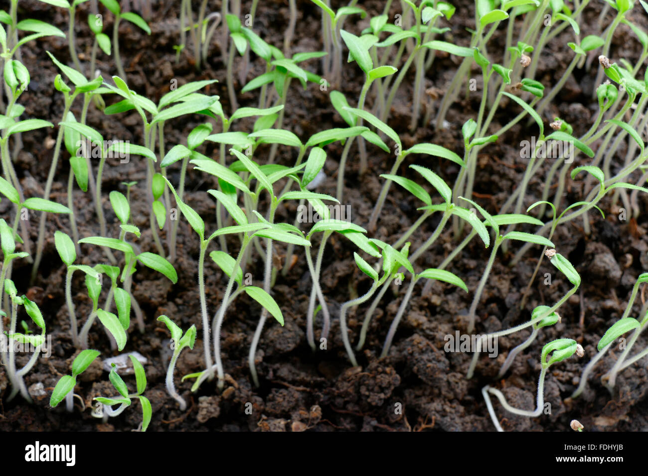Small tomato plants hi-res stock photography and images - Alamy