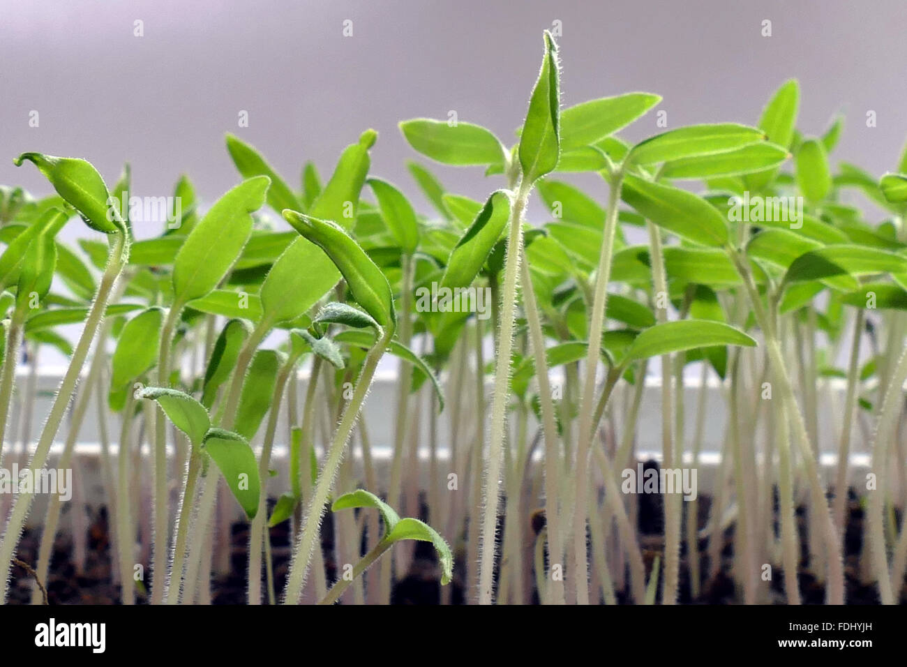 Small tomato plants hi-res stock photography and images - Alamy
