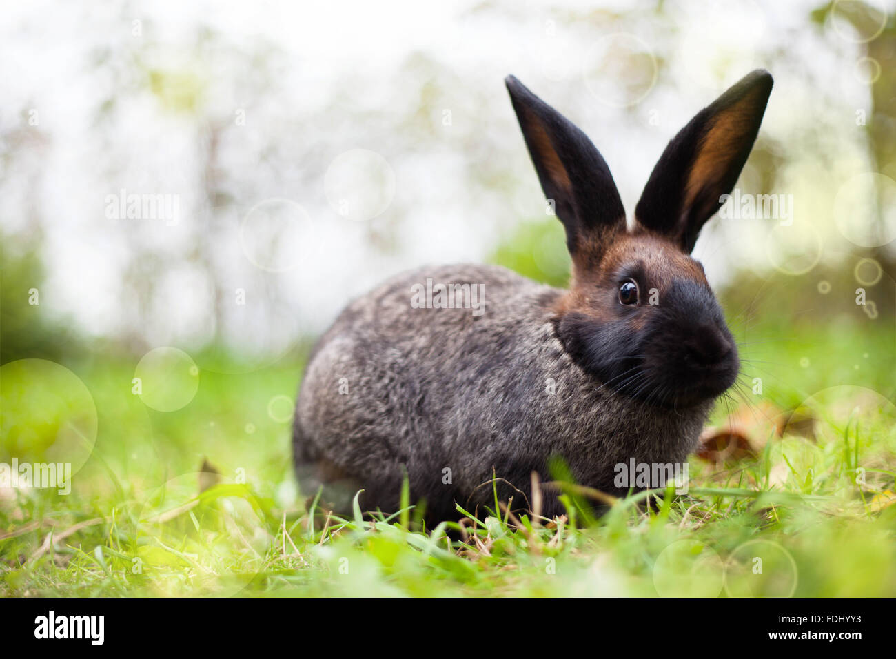 Rabbit sitting on green grass Stock Photo - Alamy