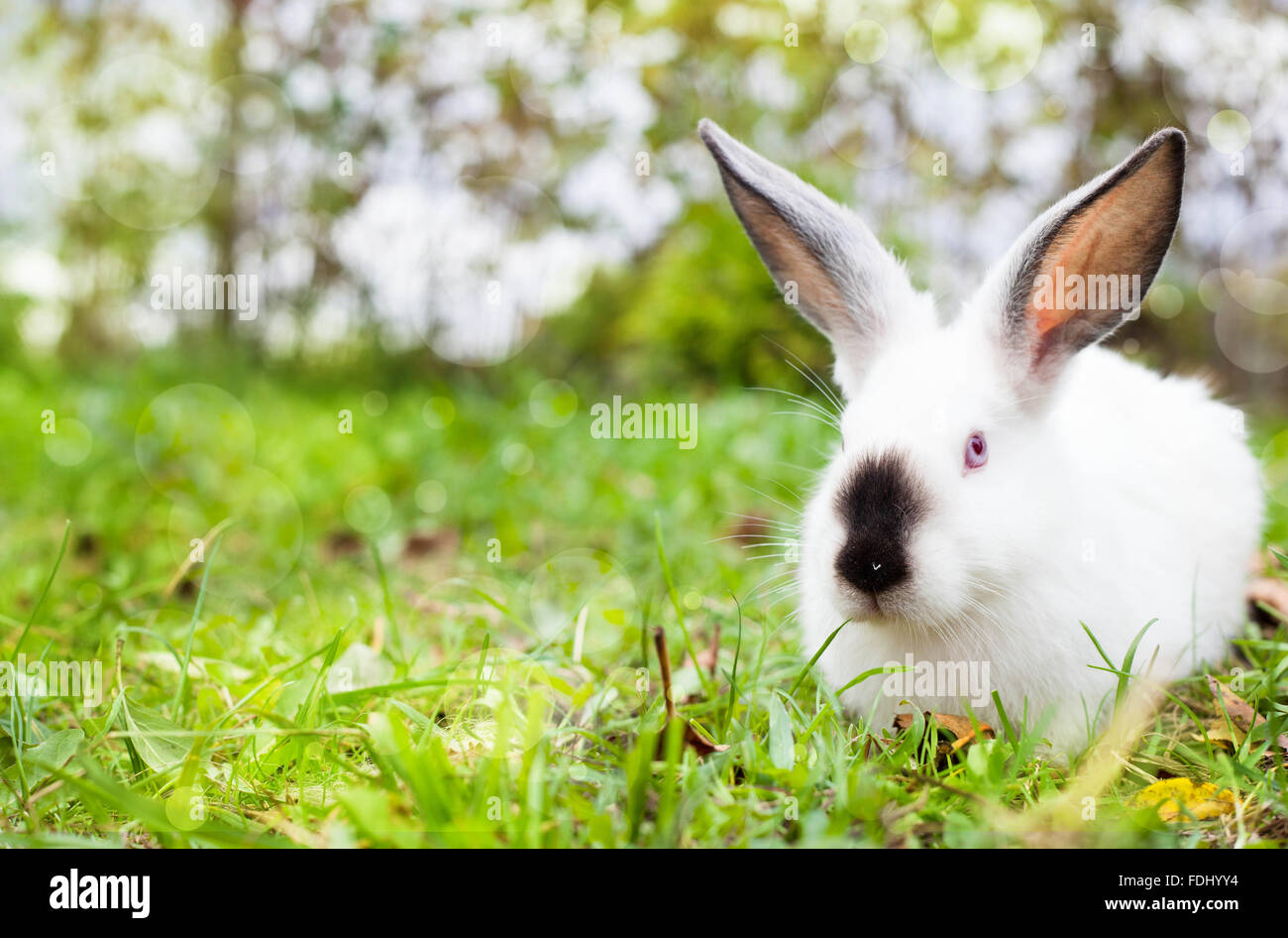 Baby cotton tail rabbit hi-res stock photography and images - Alamy