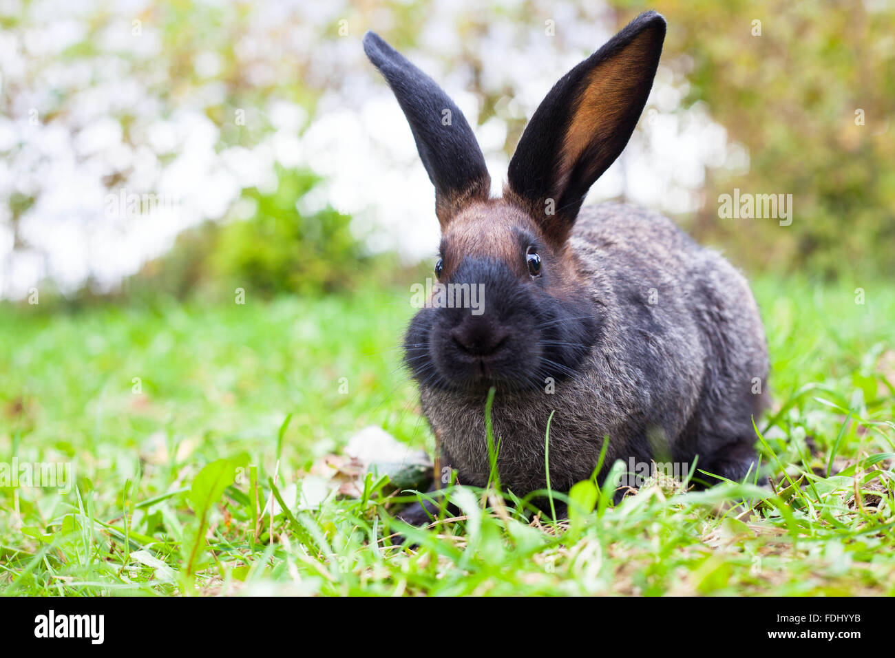 Rabbit sitting on green grass Stock Photo - Alamy