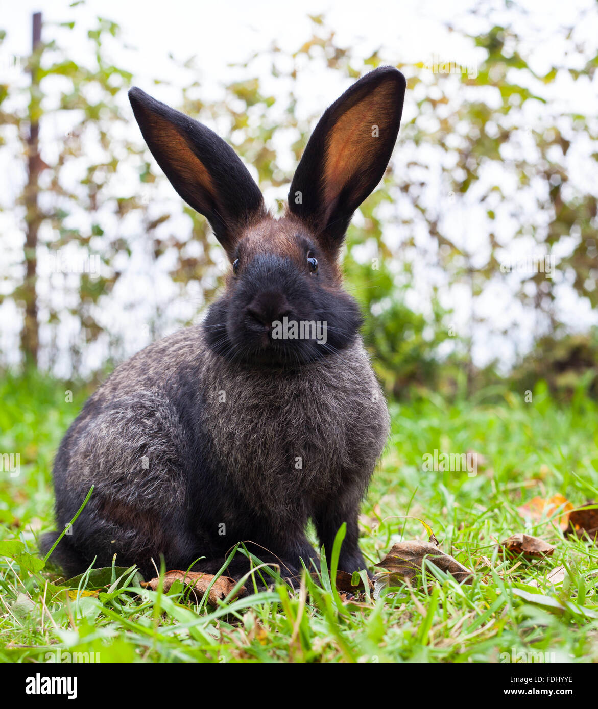 Rabbit sitting on green grass Stock Photo - Alamy