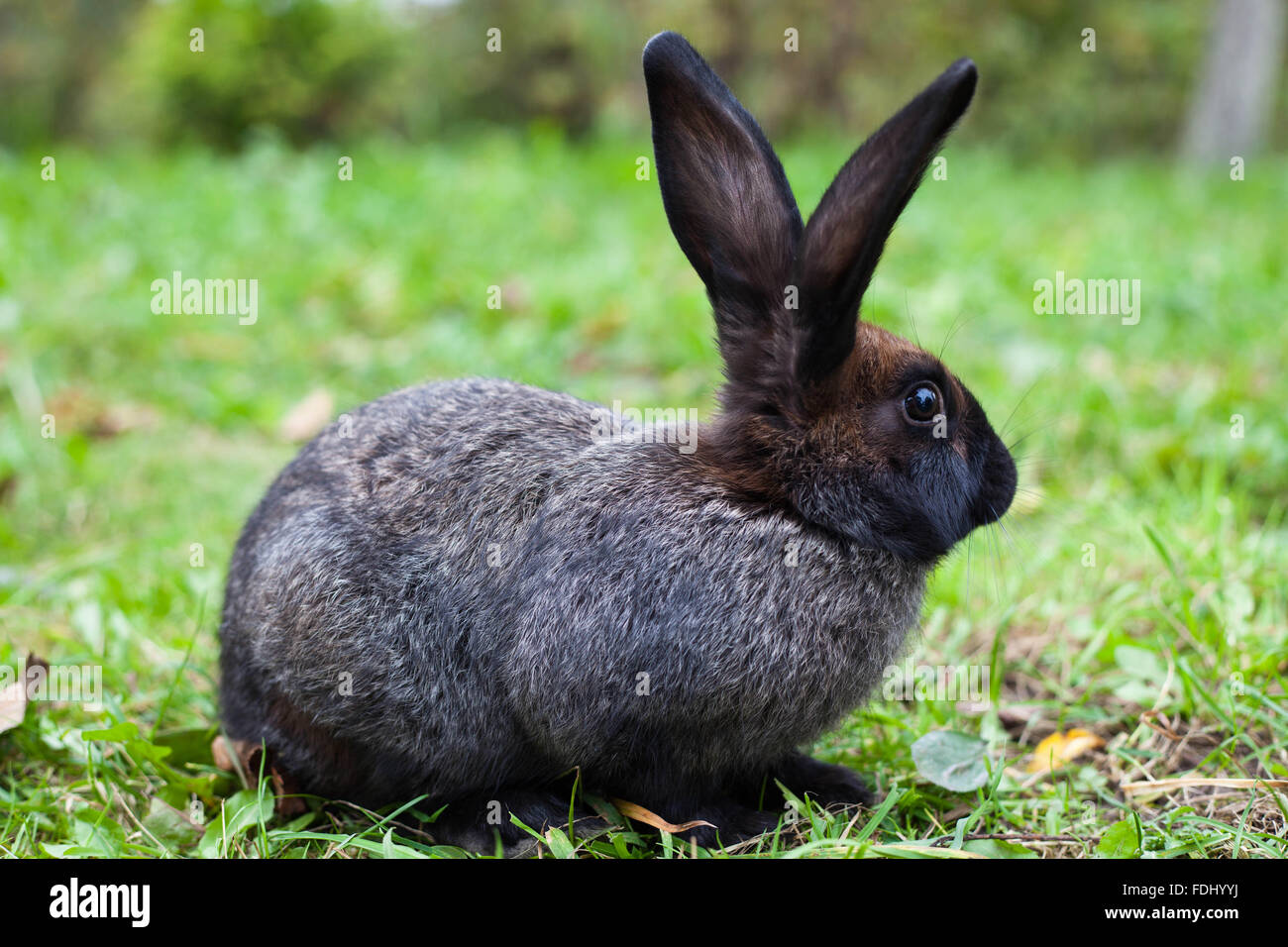 Rabbit sitting on green grass Stock Photo - Alamy