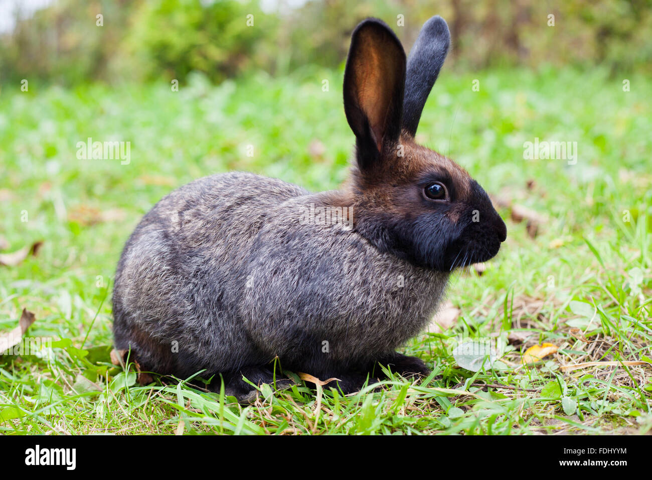 Rabbit sitting on green grass Stock Photo - Alamy