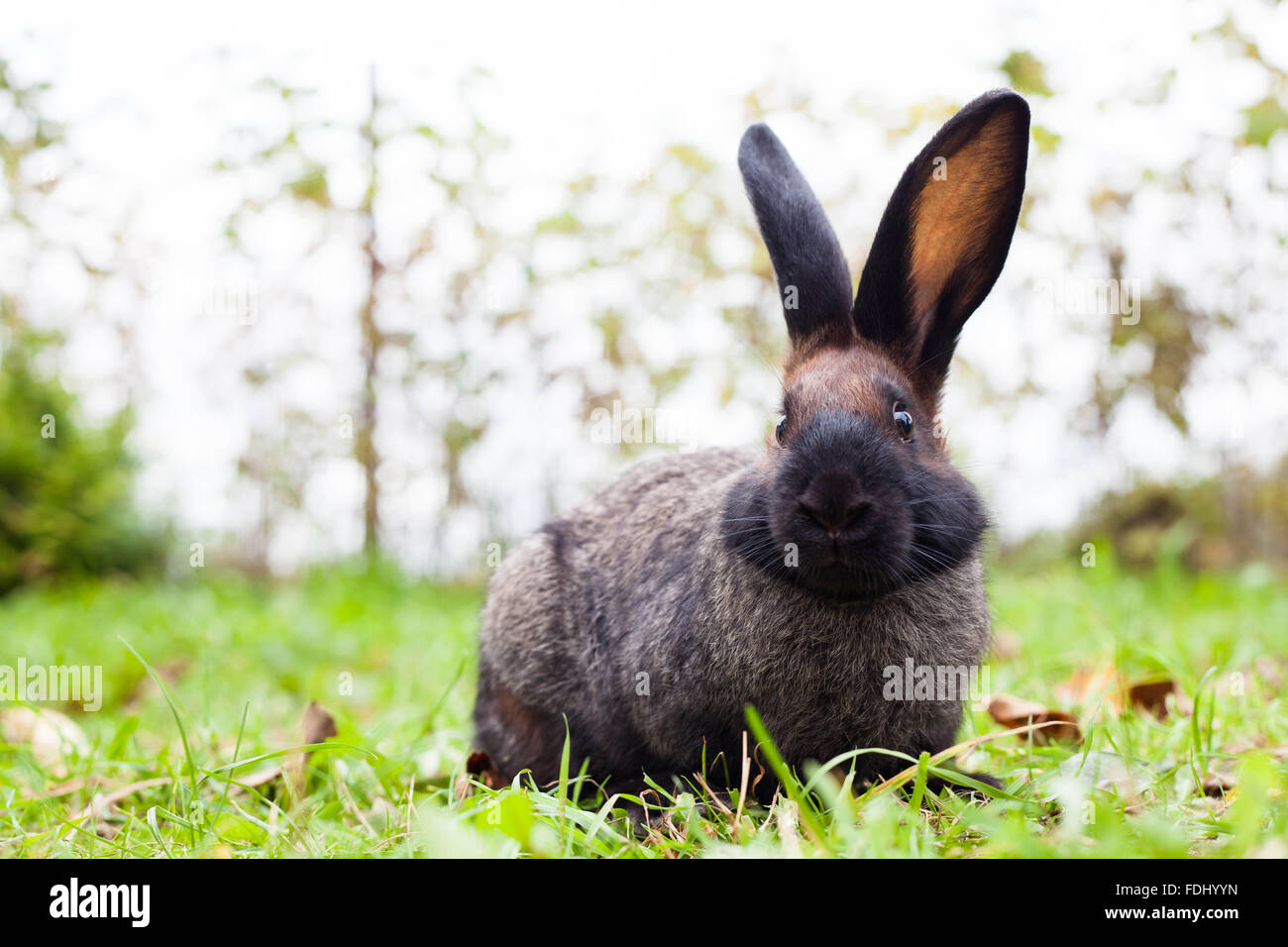 Rabbit sitting on green grass Stock Photo - Alamy