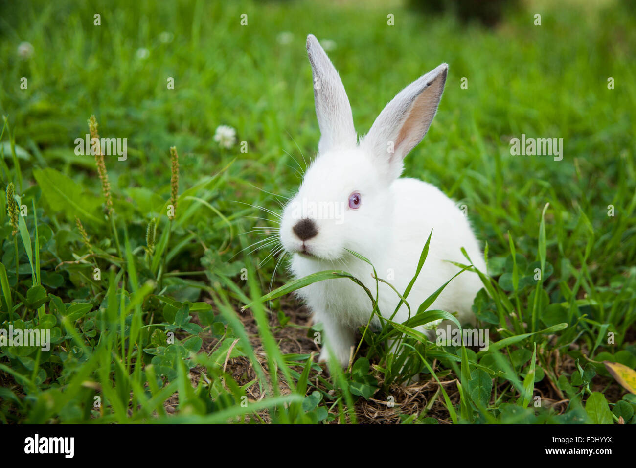 Rabbit on the grass Stock Photo - Alamy