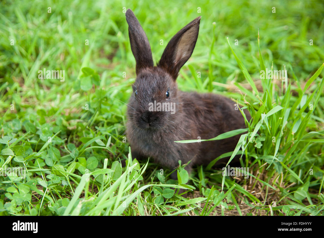 Rabbit on the grass Stock Photo - Alamy