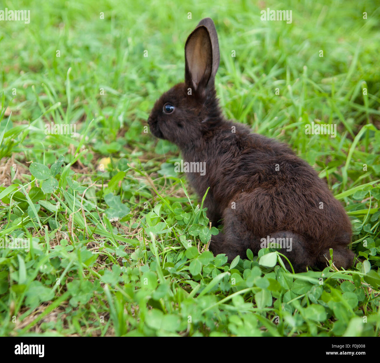 Rabbit on the grass hi-res stock photography and images - Alamy