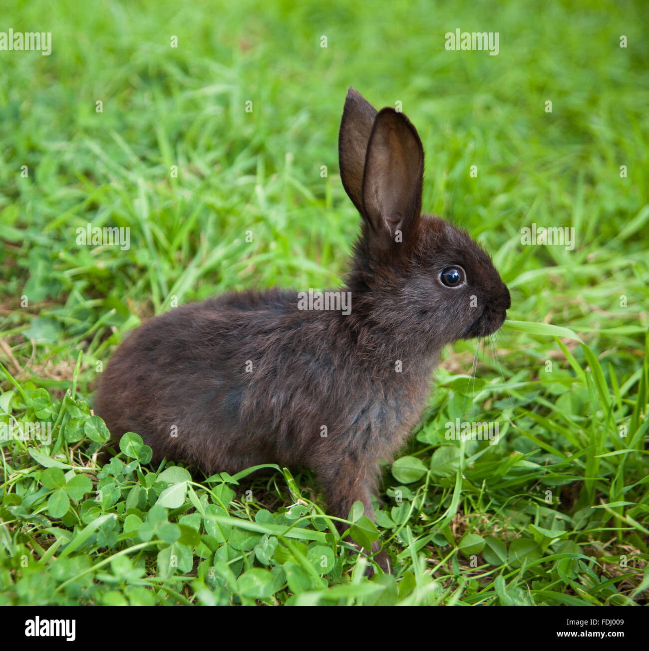 Rabbit on the grass hi-res stock photography and images - Alamy