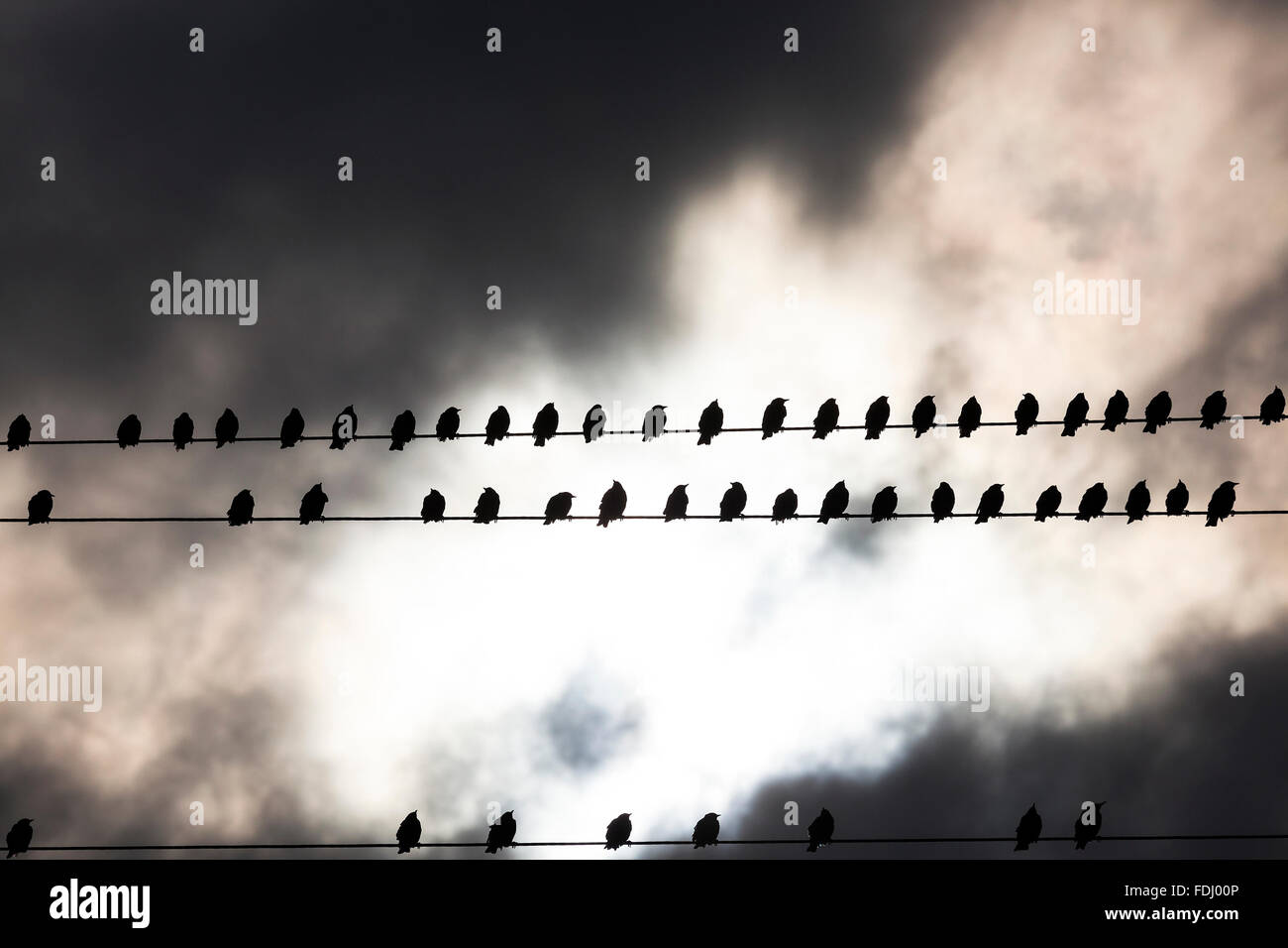 Birds on a wire Stock Photo - Alamy