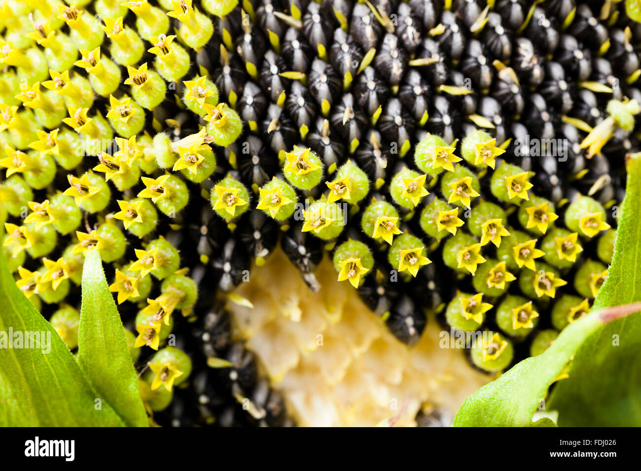 corolla Sunflower , close-up Stock Photo - Alamy
