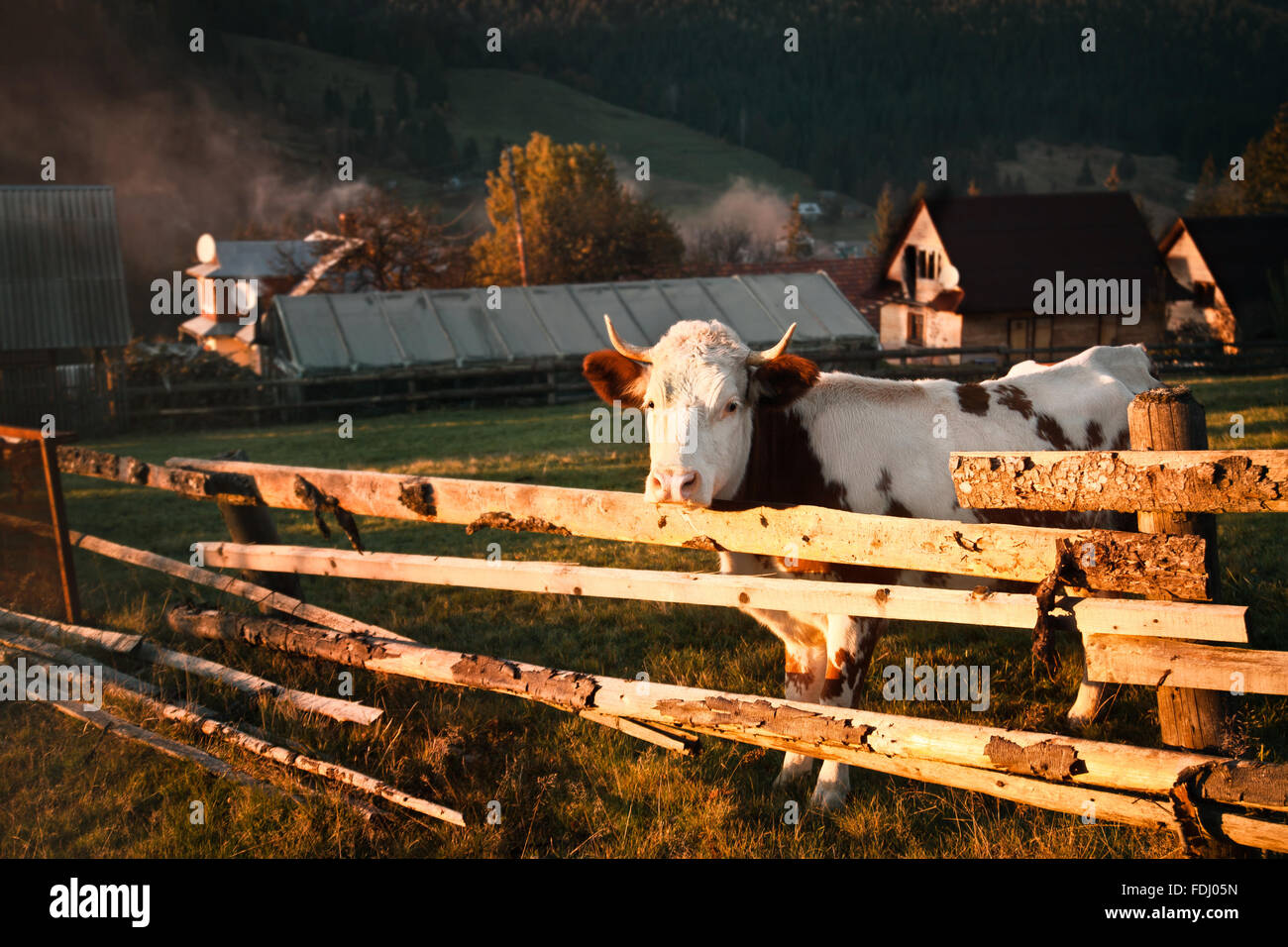 Autumn mountain landscape with a cow at sunset Stock Photo - Alamy