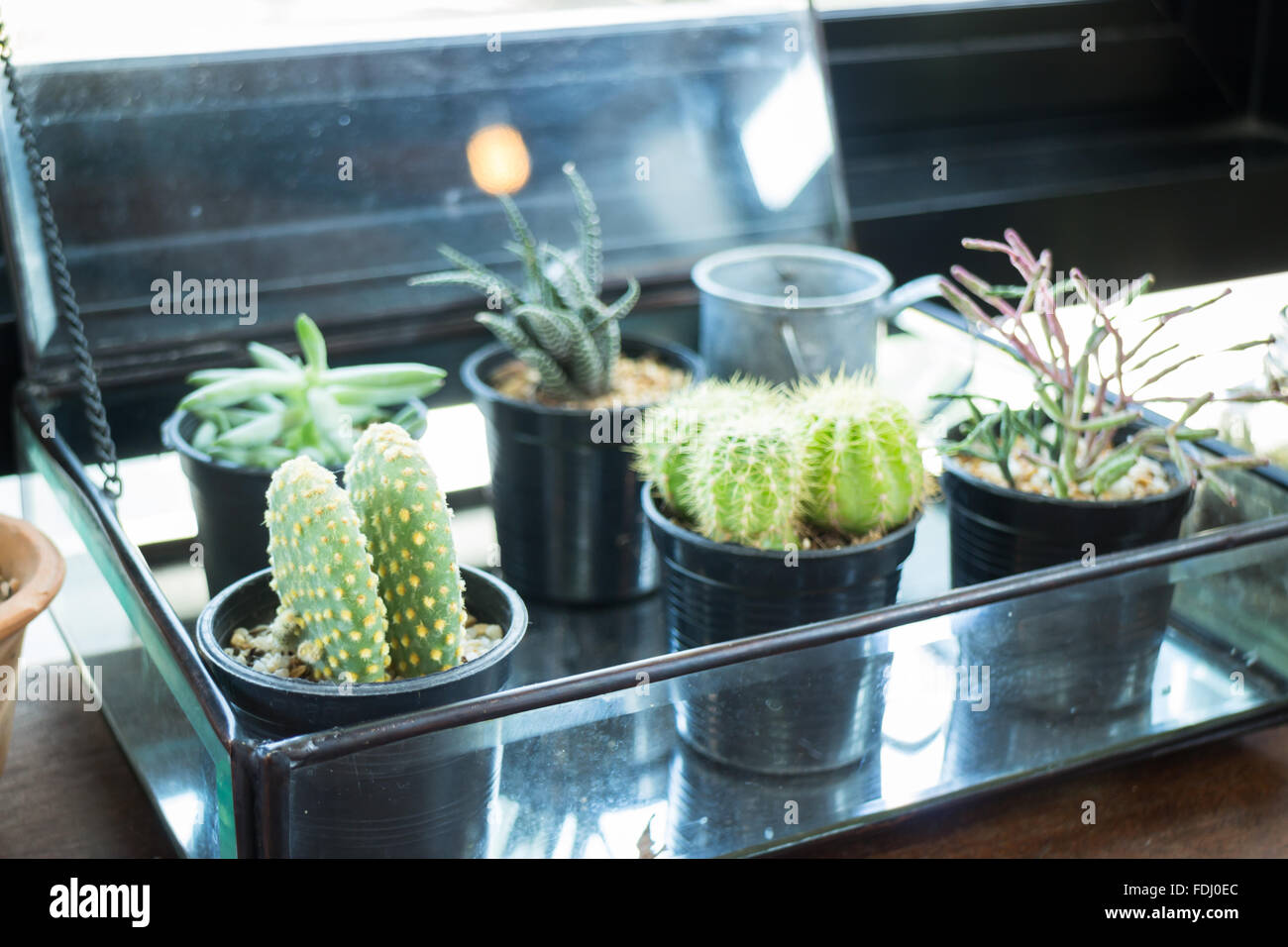 Small plant pot displayed beside the window, stock photo Stock Photo ...